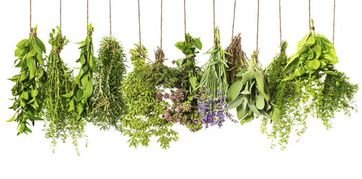 Herb Garden Guide - Countryside